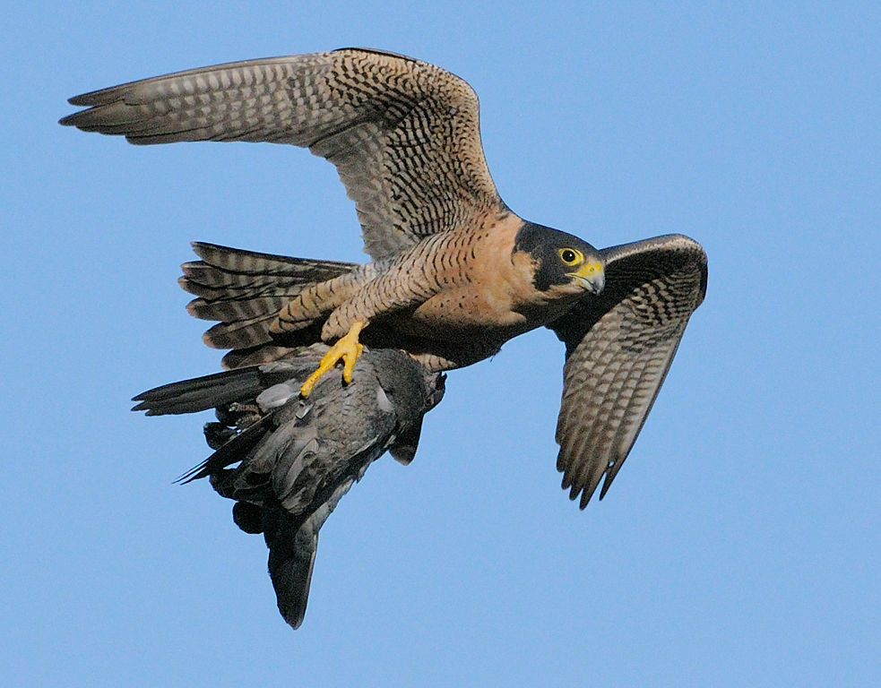 Peregrine Falcon Hunting Pigeon Ten Fun Facts About Falcons, The Birds
